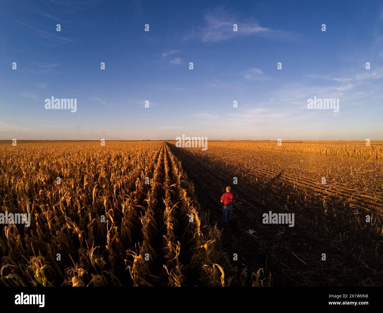 Aerial view of senior farmer walking in corn field and examining crop ...