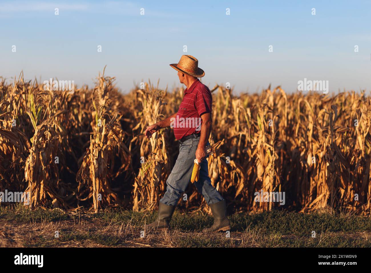 Senior farmer walking in corn field and examining crop before ...