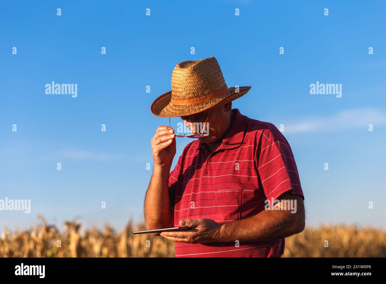 Senior farmer standing in corn field with tablet examining crop before ...