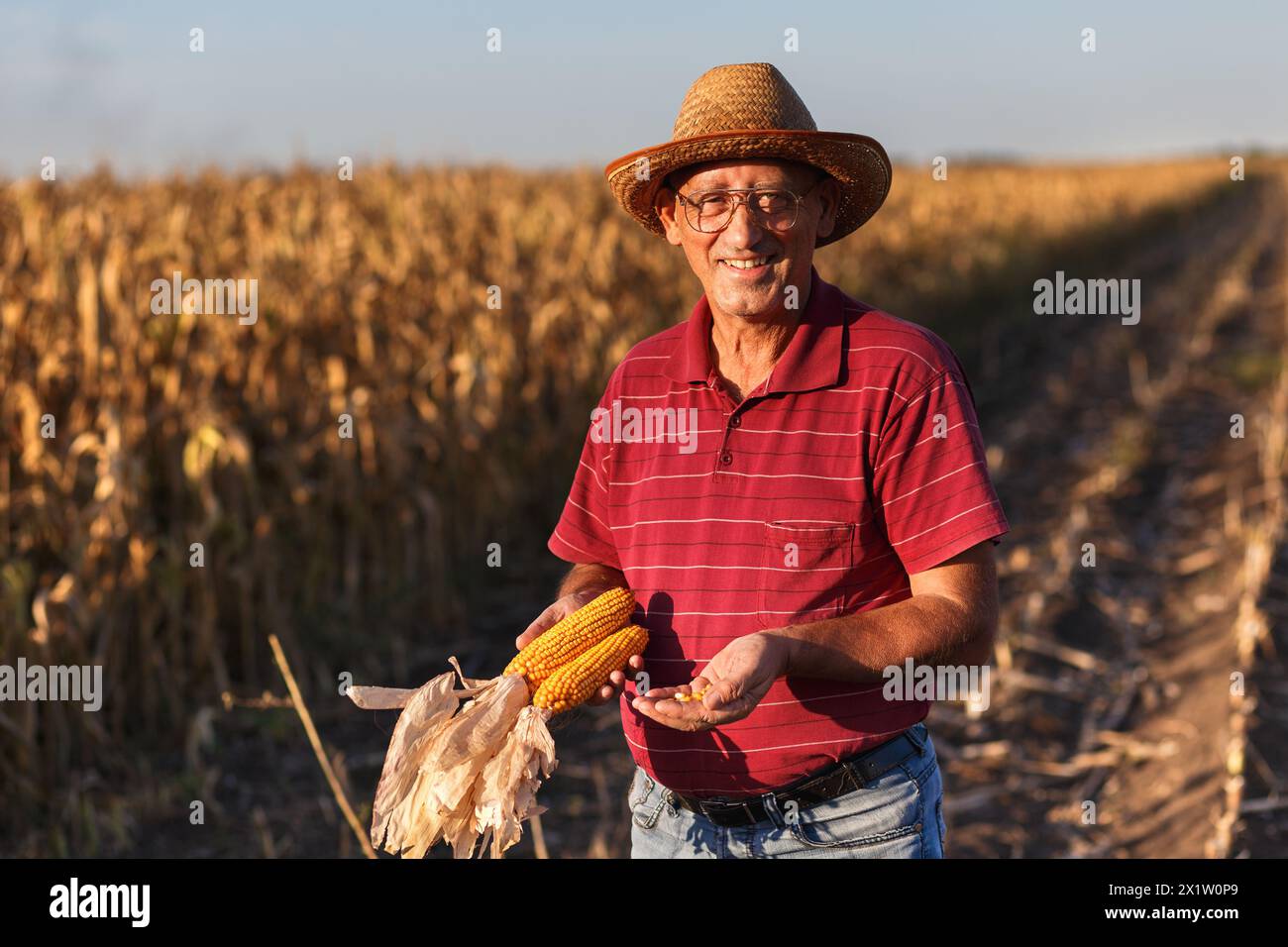 Happy farmer harvest corn hi-res stock photography and images - Alamy