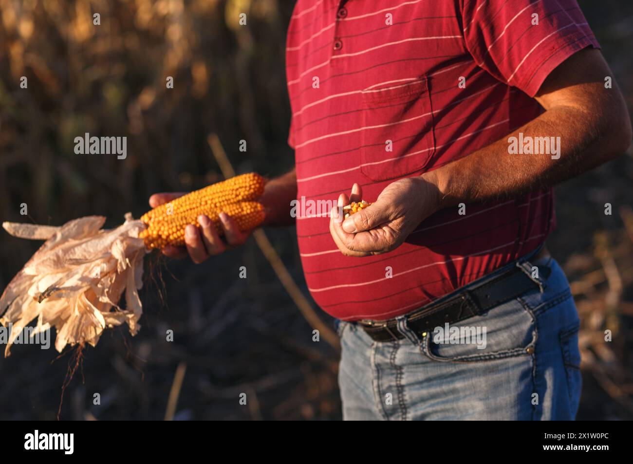 Senior farmer standing in corn field and examining crop before ...