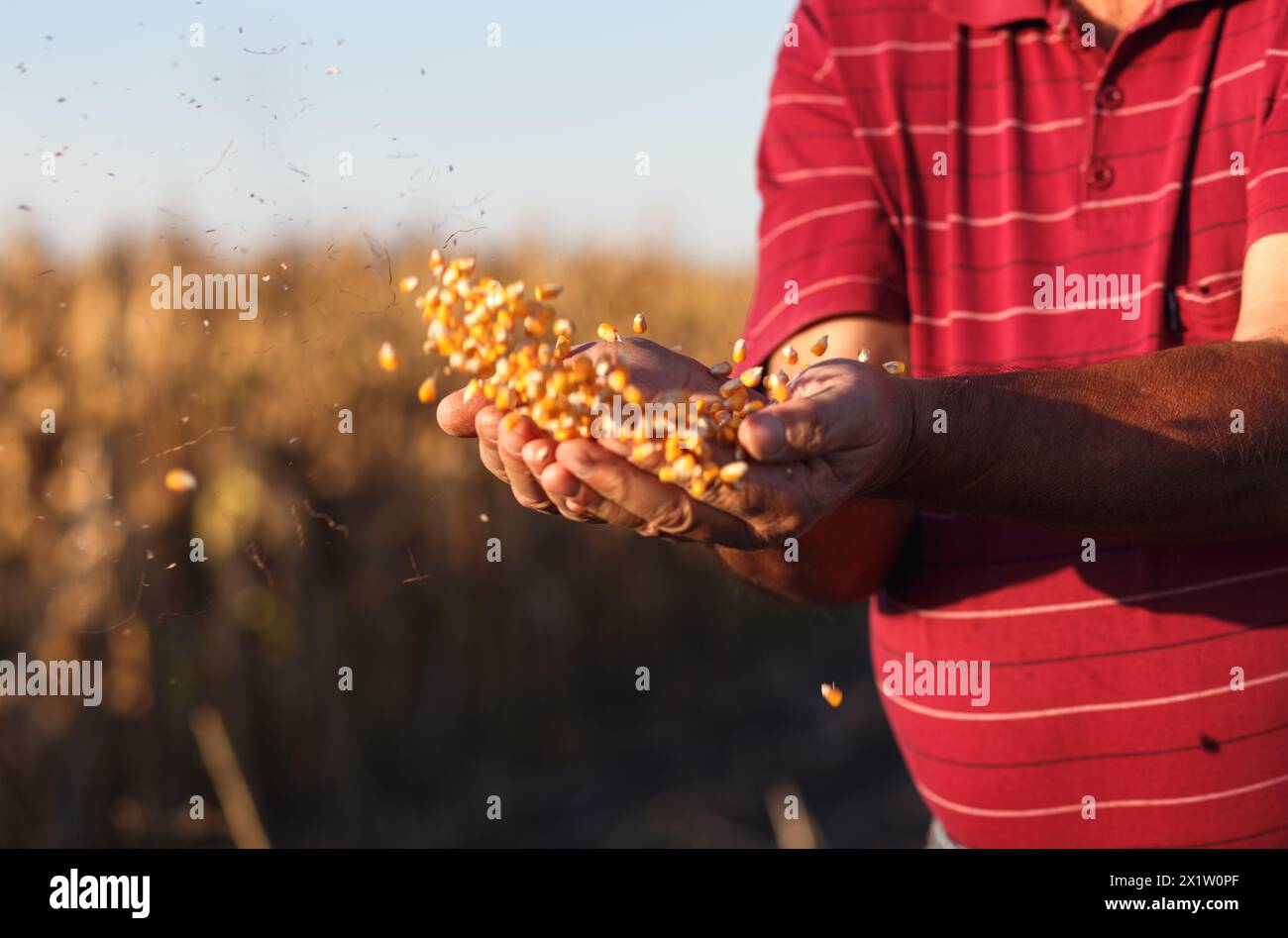 Farmer with grain corn hi-res stock photography and images - Alamy
