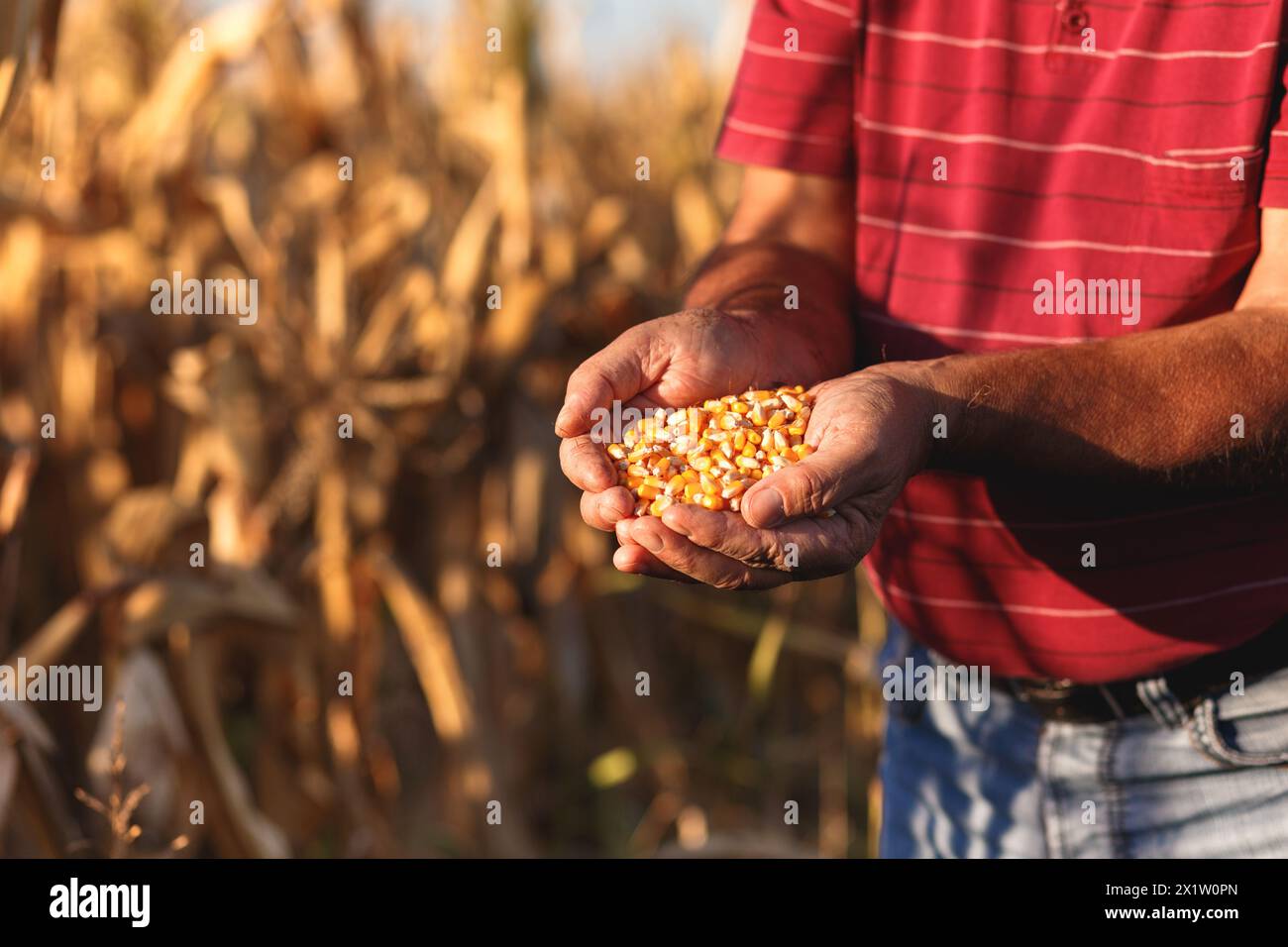 Farmer with grain corn hi-res stock photography and images - Alamy