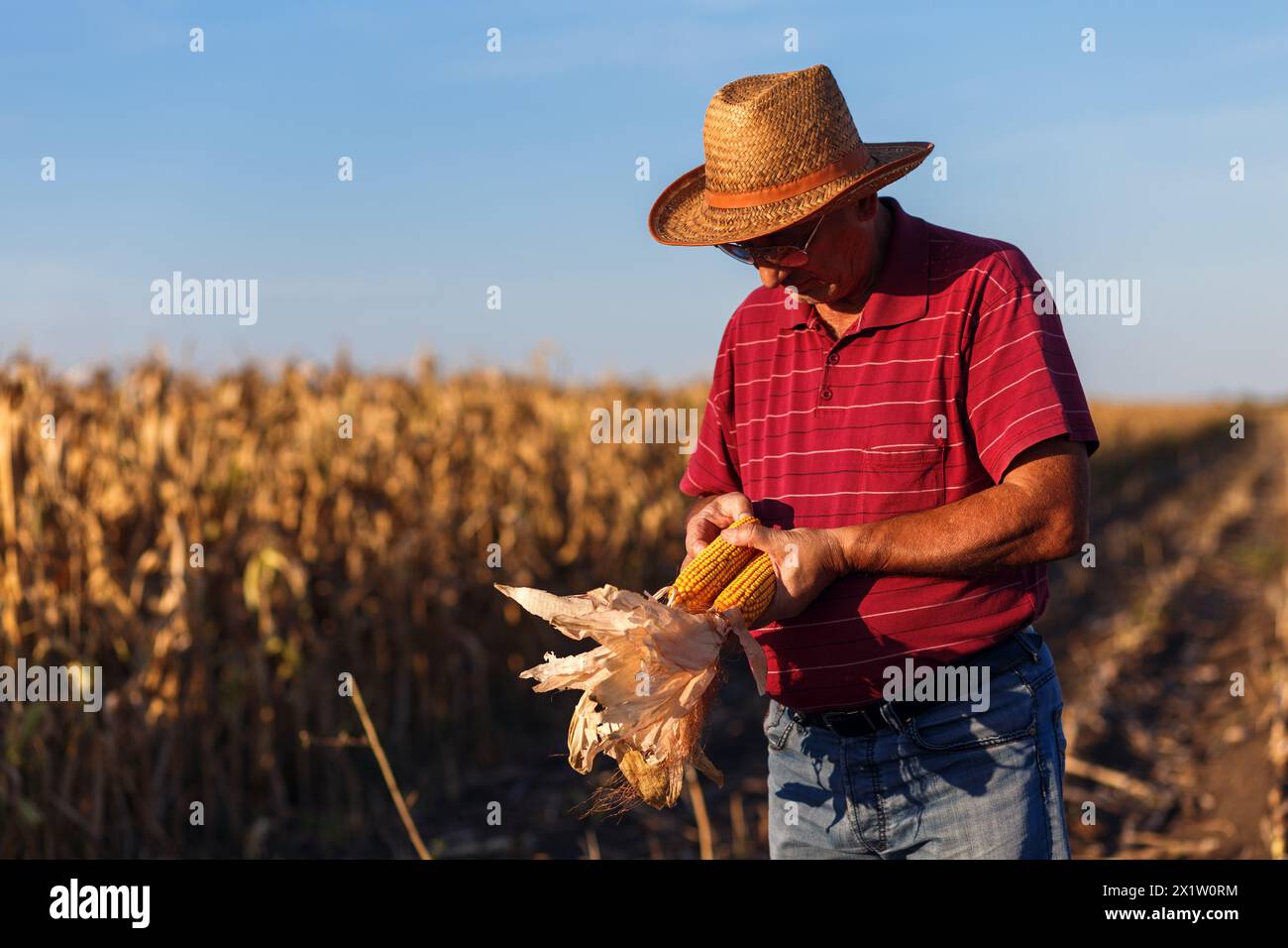 Senior farmer standing in corn field and examining crop before ...