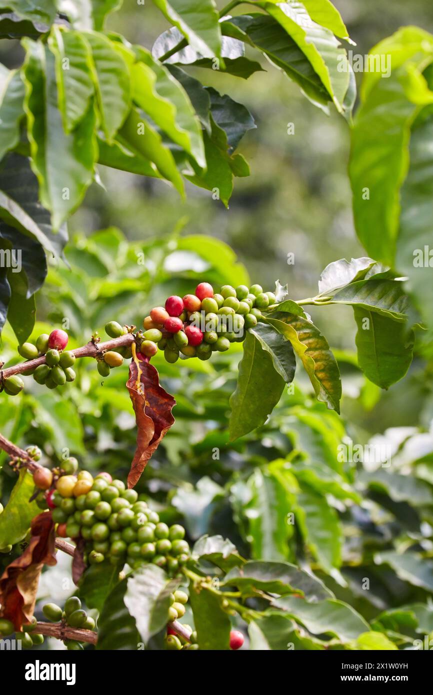 Hacienda San Alberto, Cafetal, Coffee plantations, Coffee Cultural ...