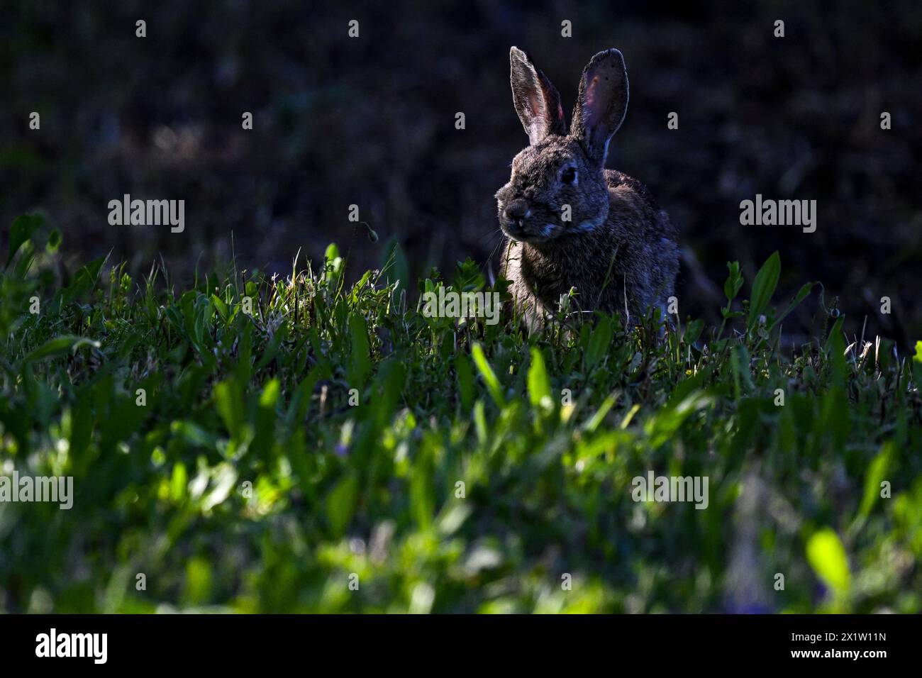 Conejo conejo conejo conejo hi-res stock photography and images - Alamy