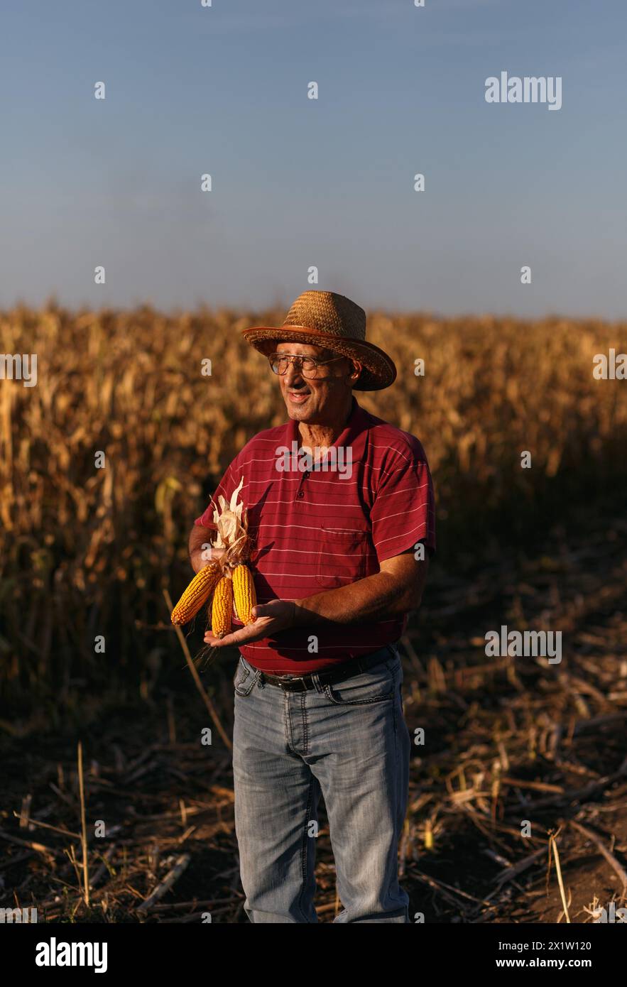 Senior farmer standing in corn field and examining crop before ...