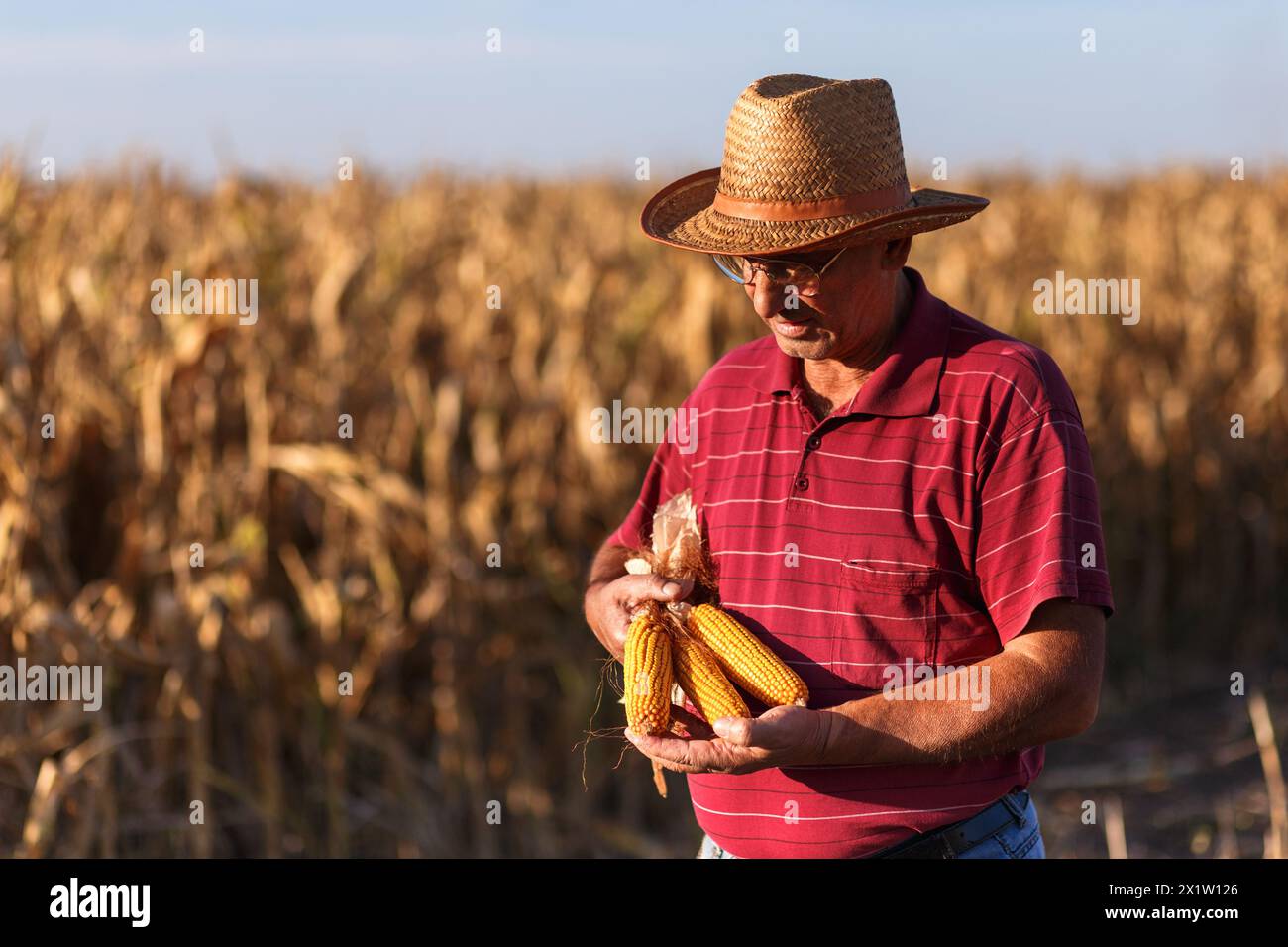 Senior farmer standing in corn field and examining crop before ...