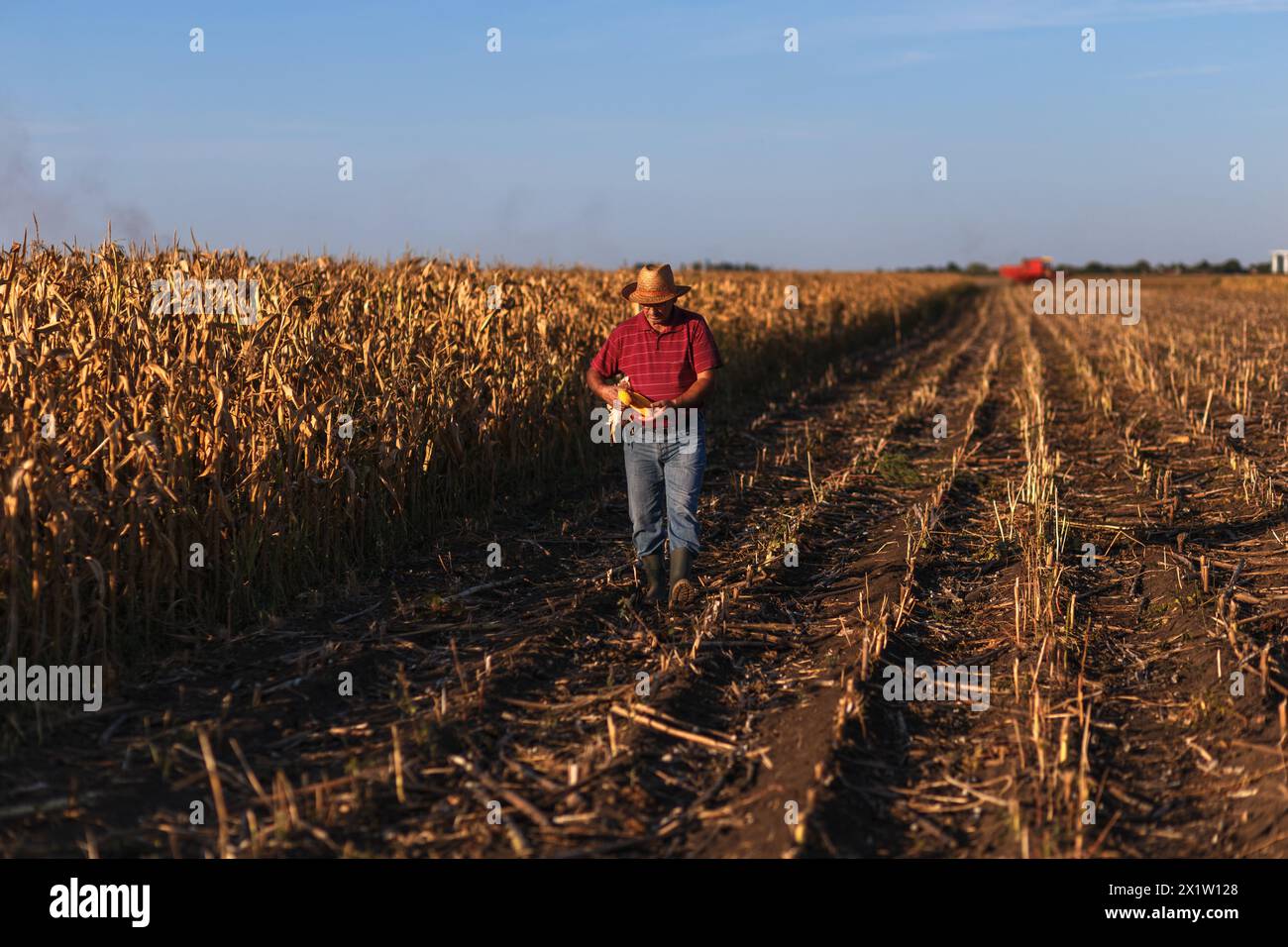 Senior farmer walking in corn field and examining crop before ...