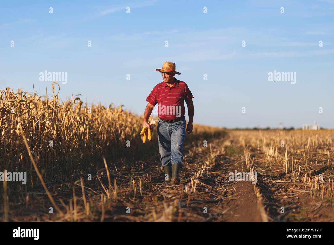 Senior farmer walking in corn field and examining crop before ...