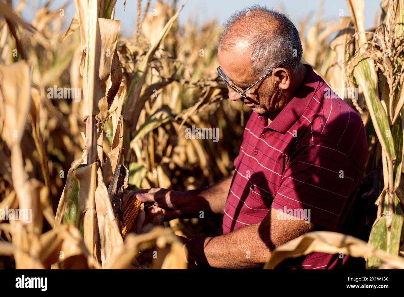 Senior farmer standing in corn field and examining crop before ...