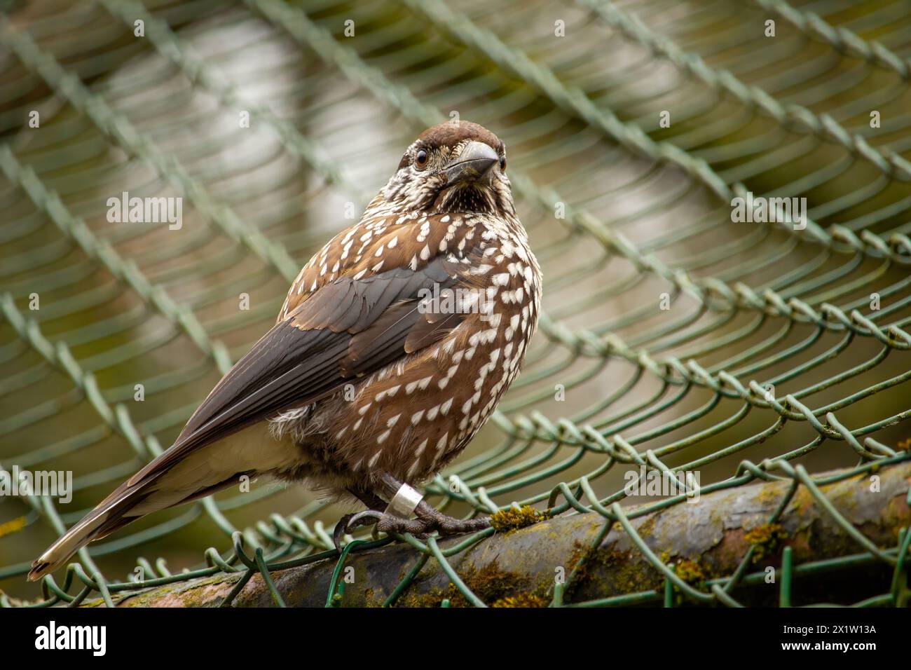 Nutcracker feeding hi-res stock photography and images - Alamy