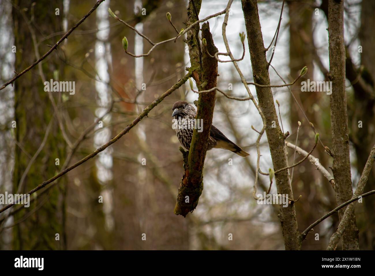 Bird nutcracker close up sitting on a branch Stock Photo - Alamy
