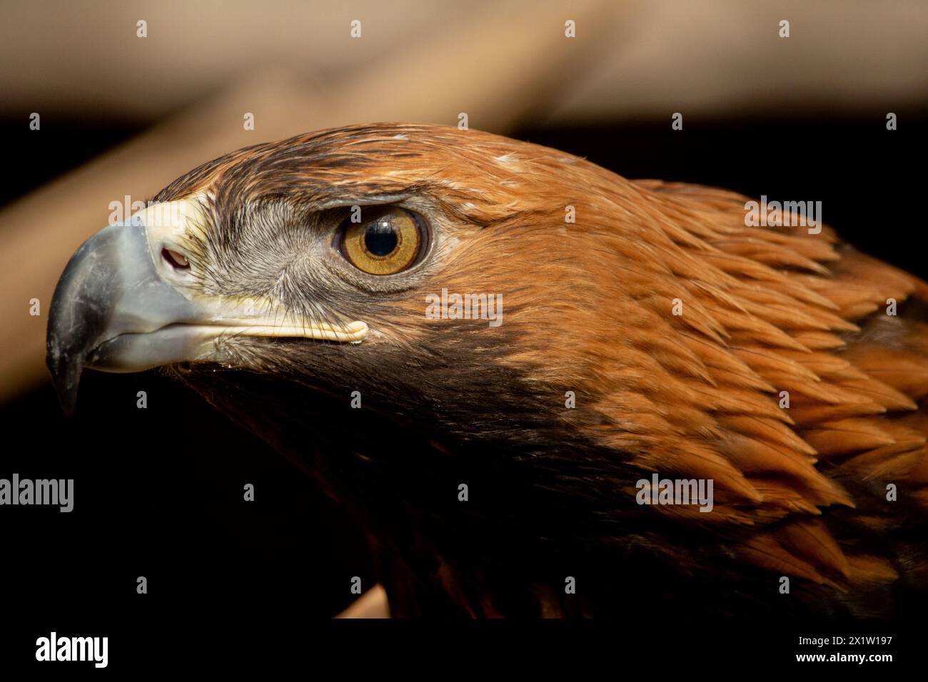The head of an eagle in turn. Head of the bird of prey golden eagle ...