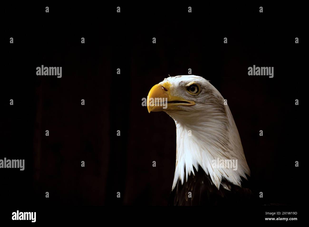 American Bald Eagle facing viewer on black background Stock Photo - Alamy