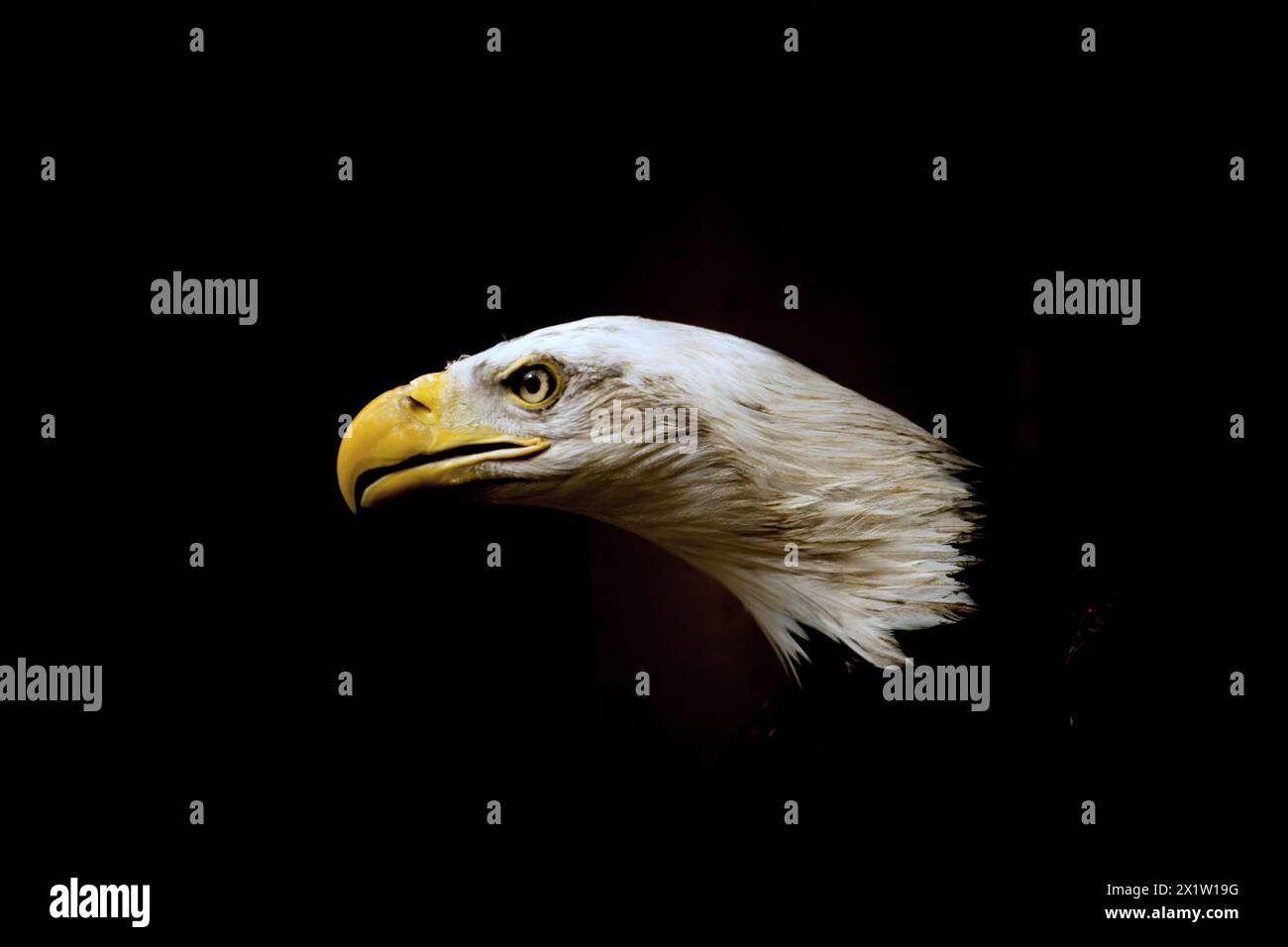 Facing viewer hi-res stock photography and images - Alamy