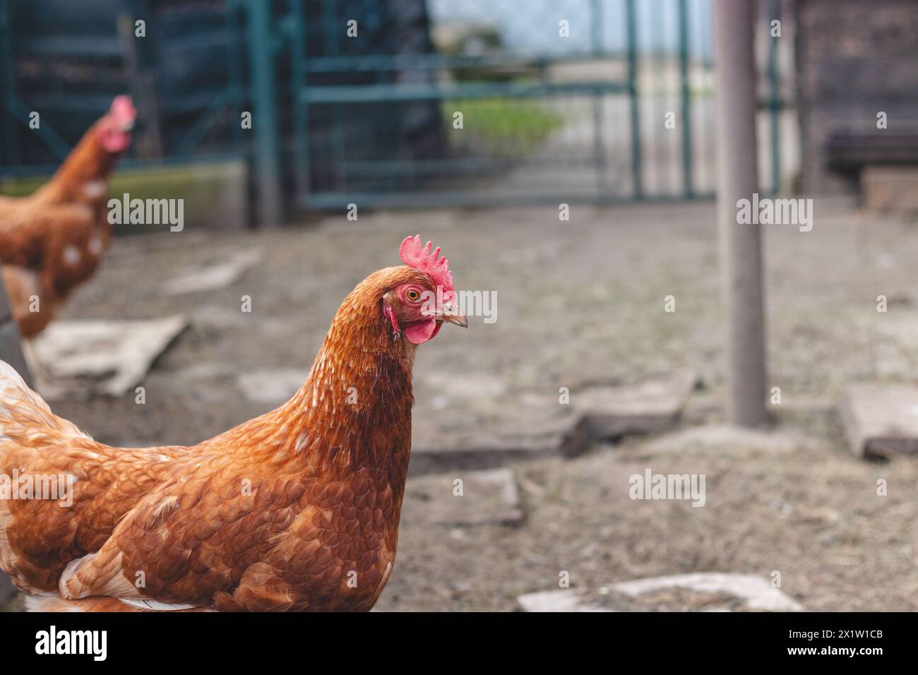 Domestic chicken with brown and white feathers running around the yard ...