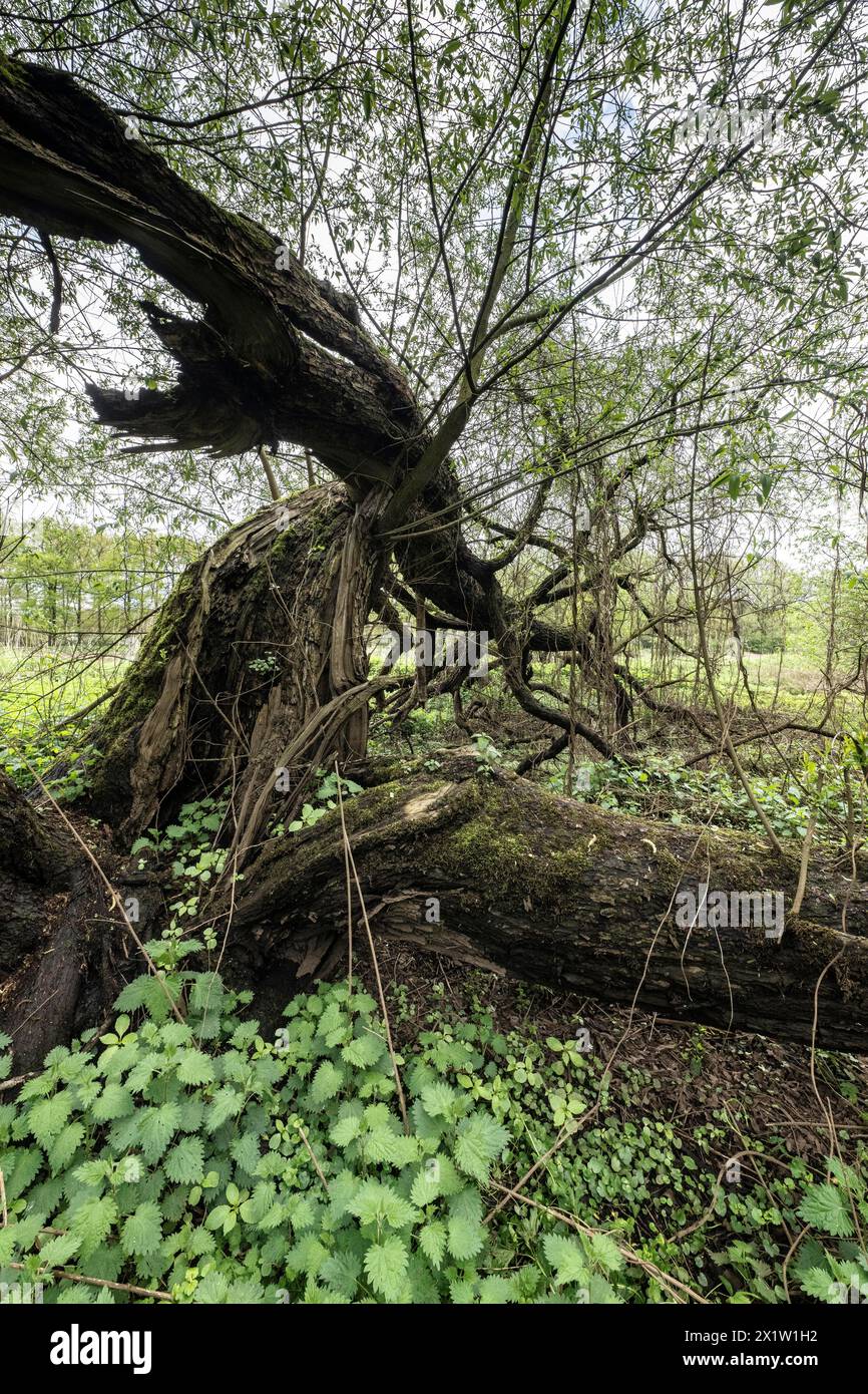 Old willows (Salix alba) in the quarry forest, Emsland, Lower Saxony ...