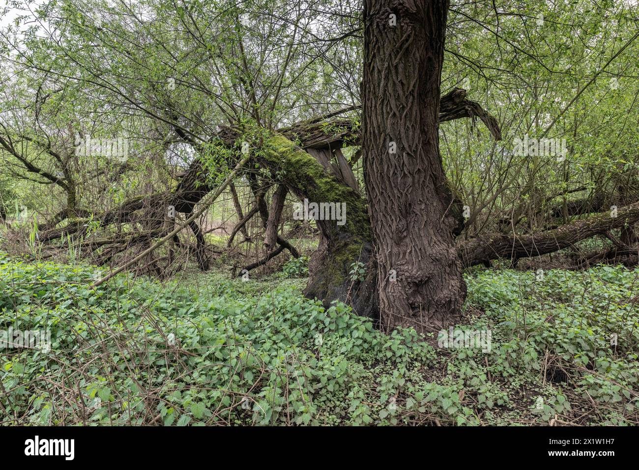 Old willows (Salix alba) in the quarry forest, Emsland, Lower Saxony ...