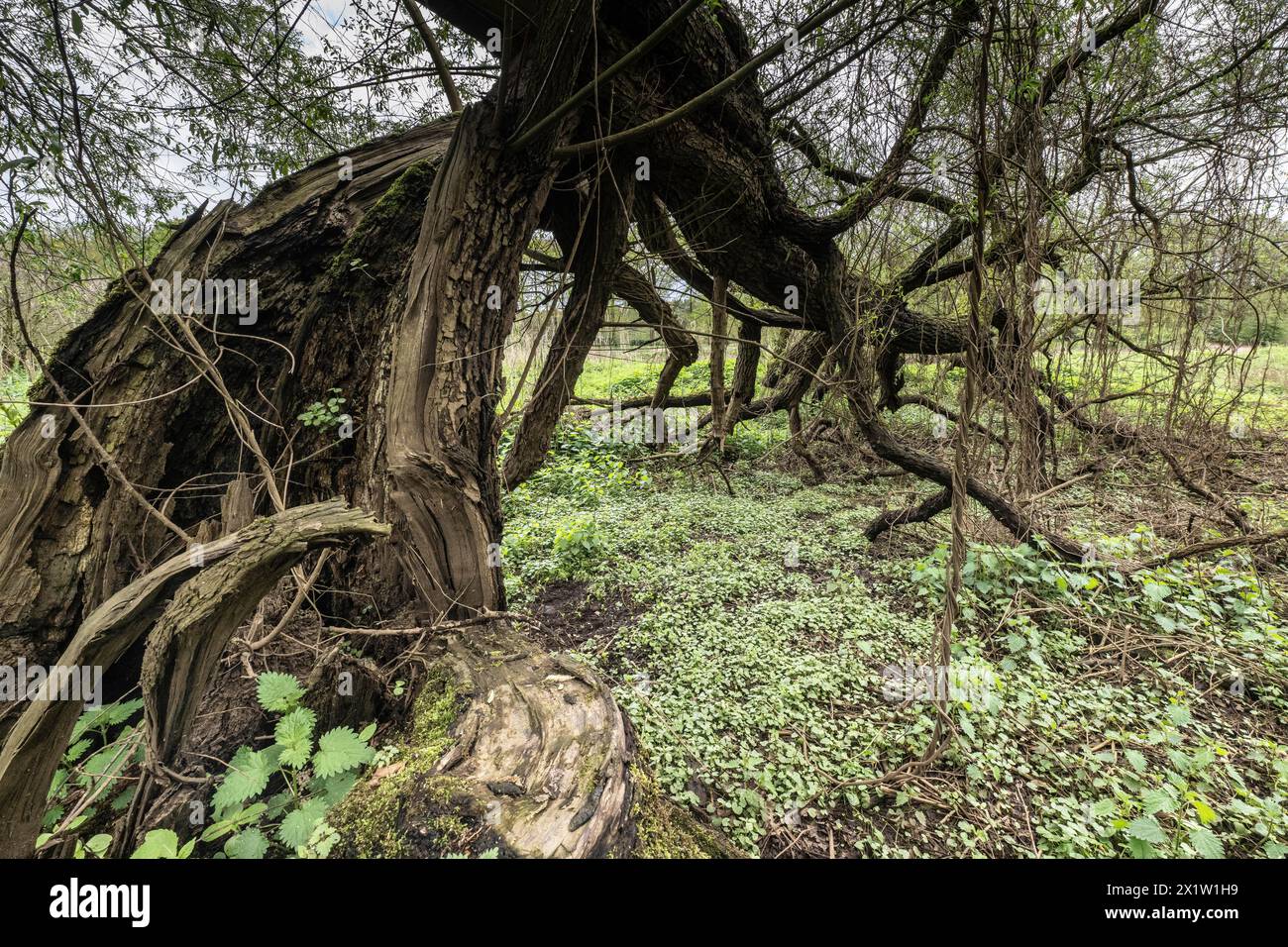Old willows (Salix alba) in the quarry forest, Emsland, Lower Saxony ...