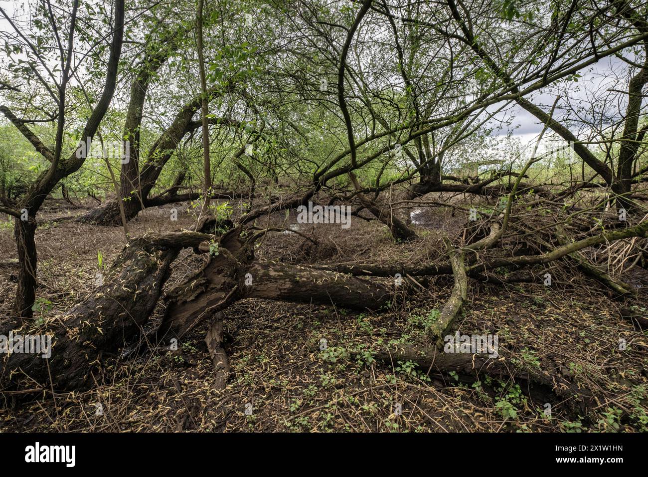 Old willows (Salix alba) in the quarry forest, Emsland, Lower Saxony ...