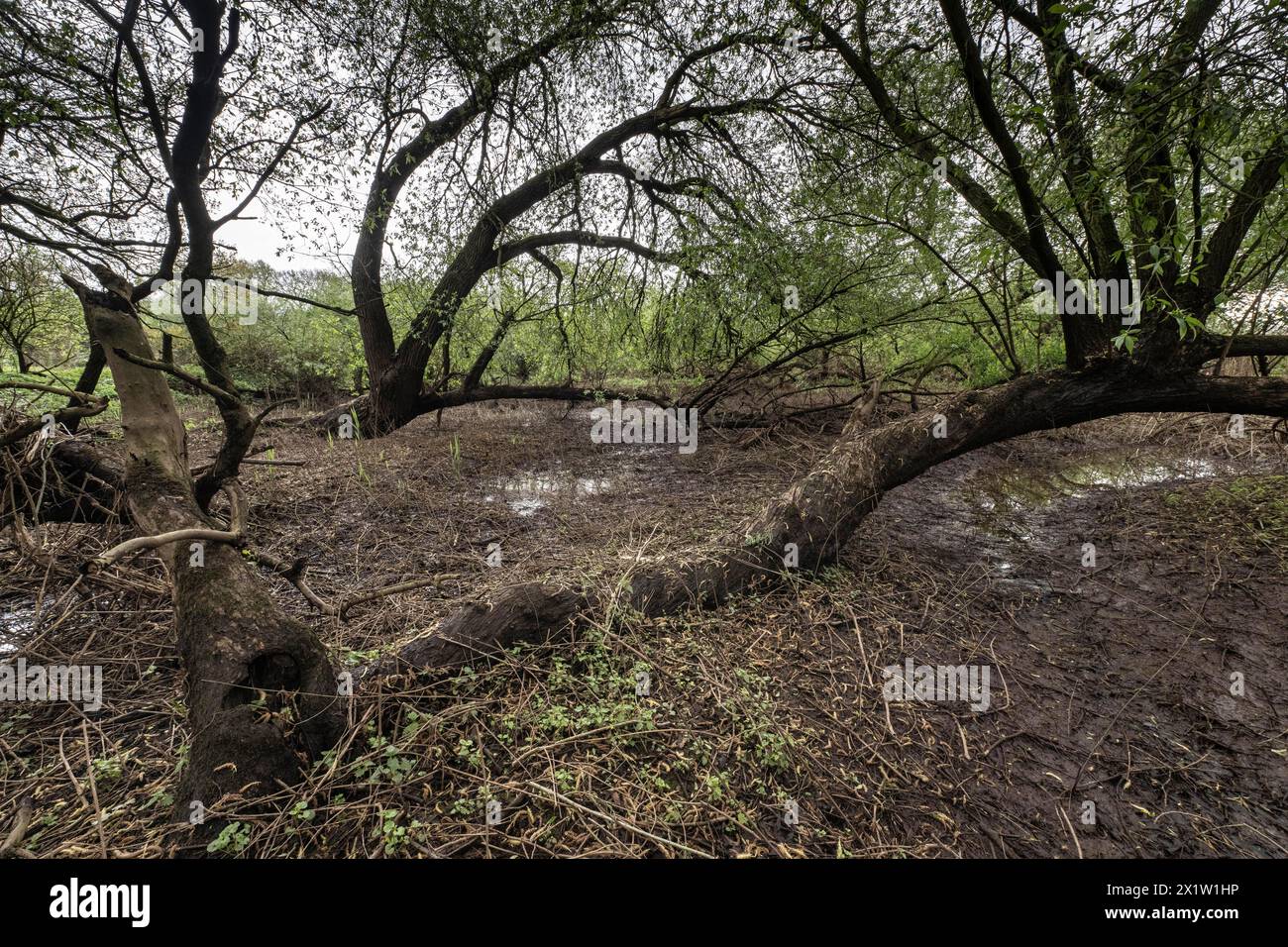 Old willows (Salix alba) in the quarry forest, Emsland, Lower Saxony ...