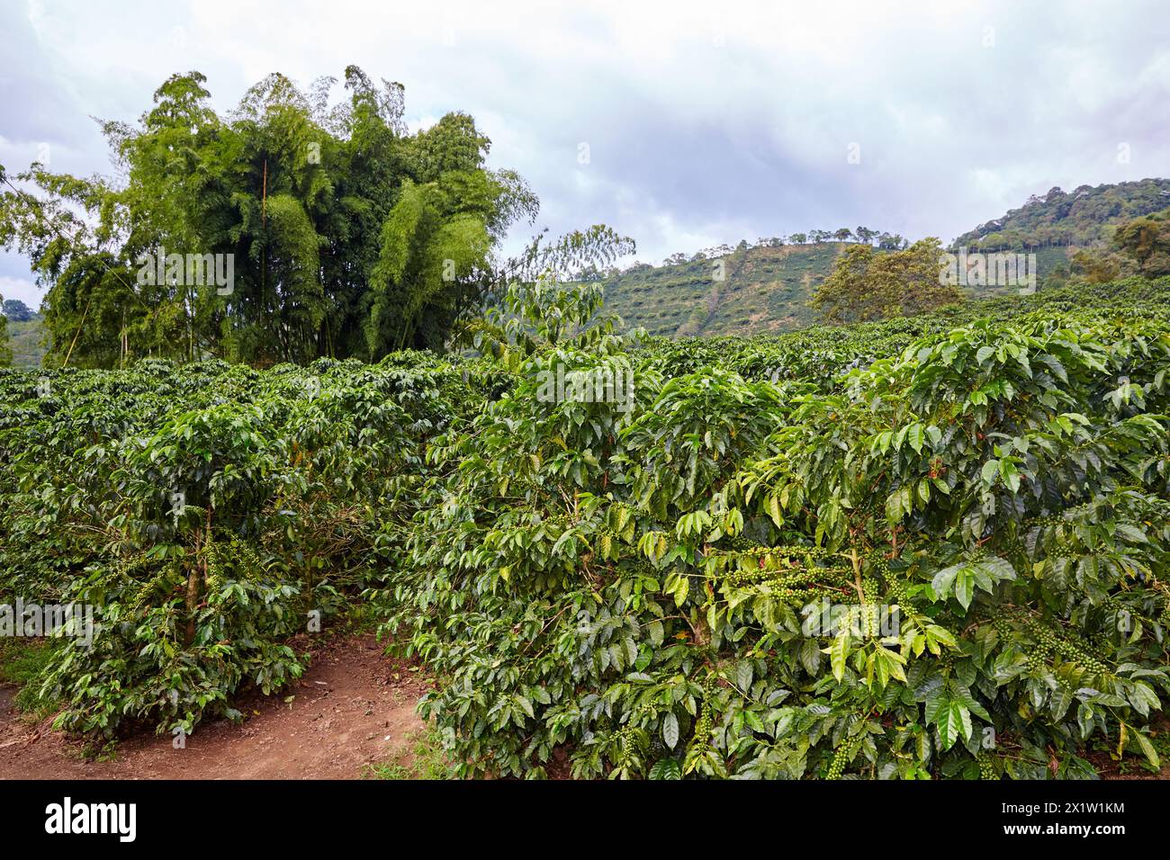Hacienda San Alberto, Cafetal, Coffee plantations, Coffee Cultural ...