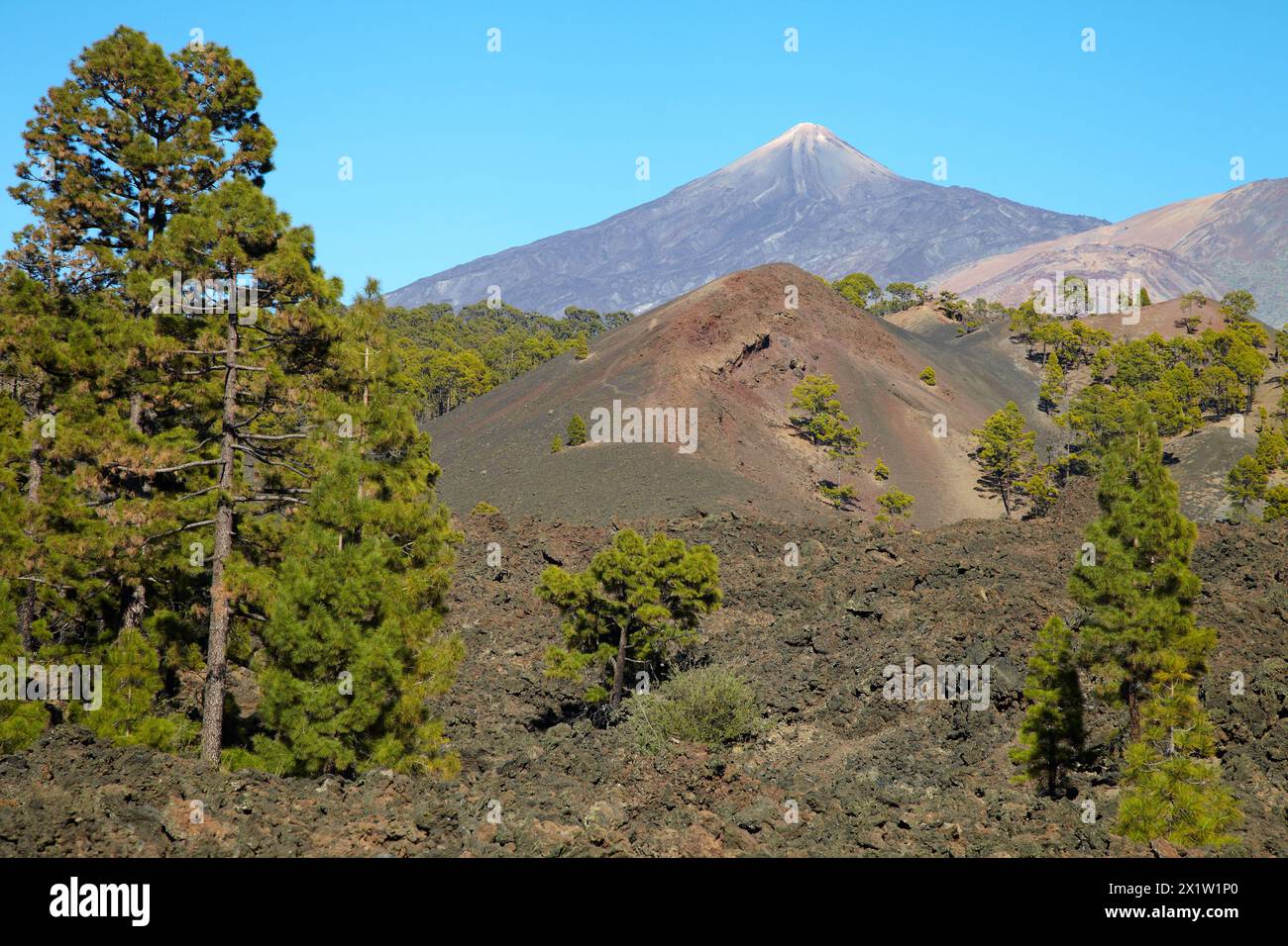 Pinus Canariensis, Pino canario, Pico del Teide, El Teide National Park ...