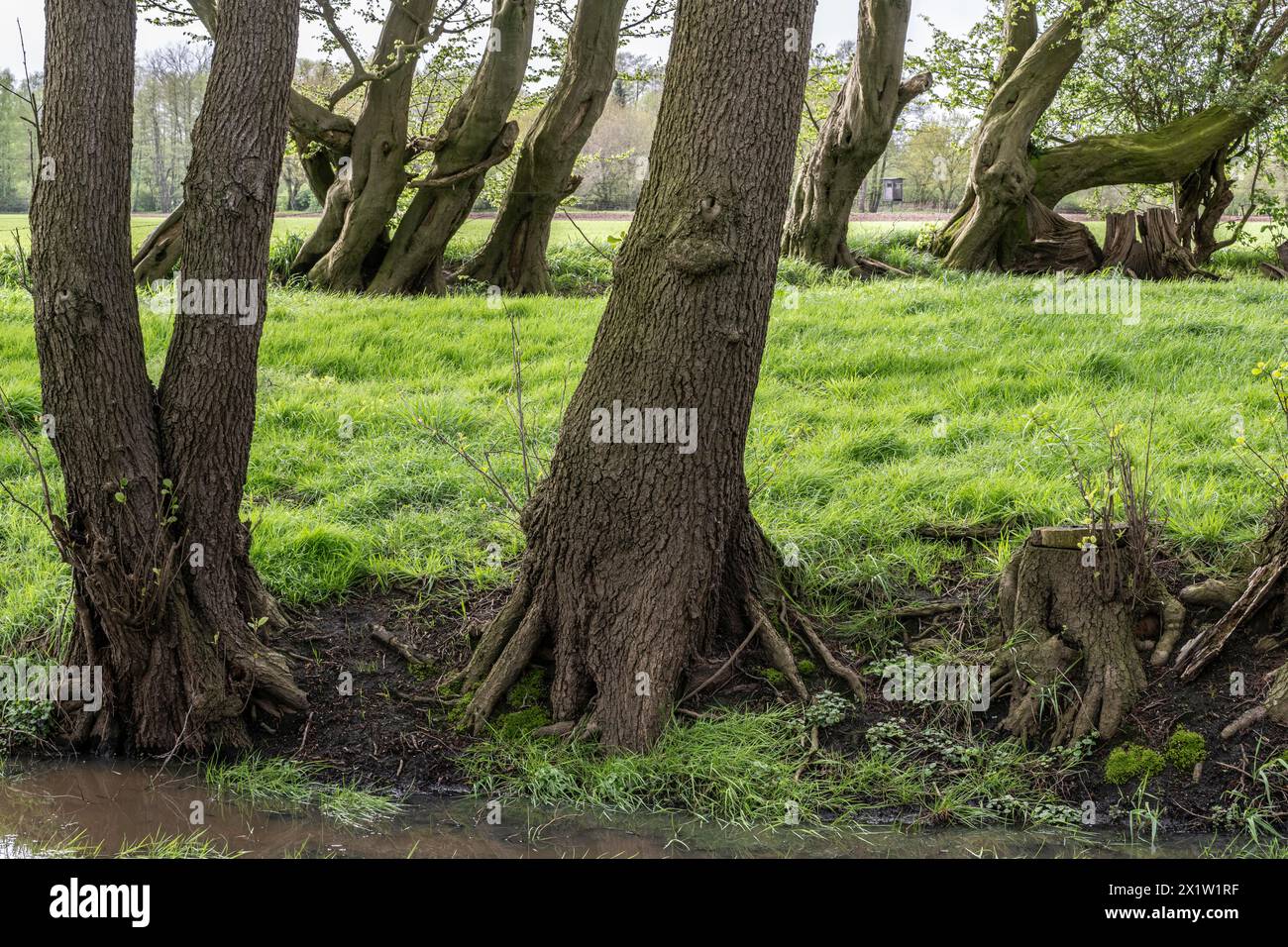 Alder quarry forest (Alnus glutinosa), old european hornbeams (Carpinus ...