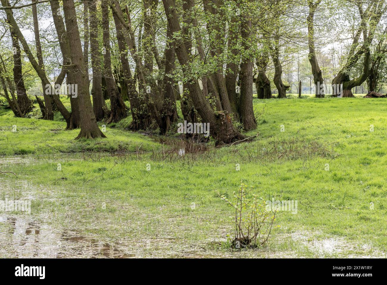 Alder quarry forest (Alnus glutinosa), Emsland, Lower Saxony, Germany ...