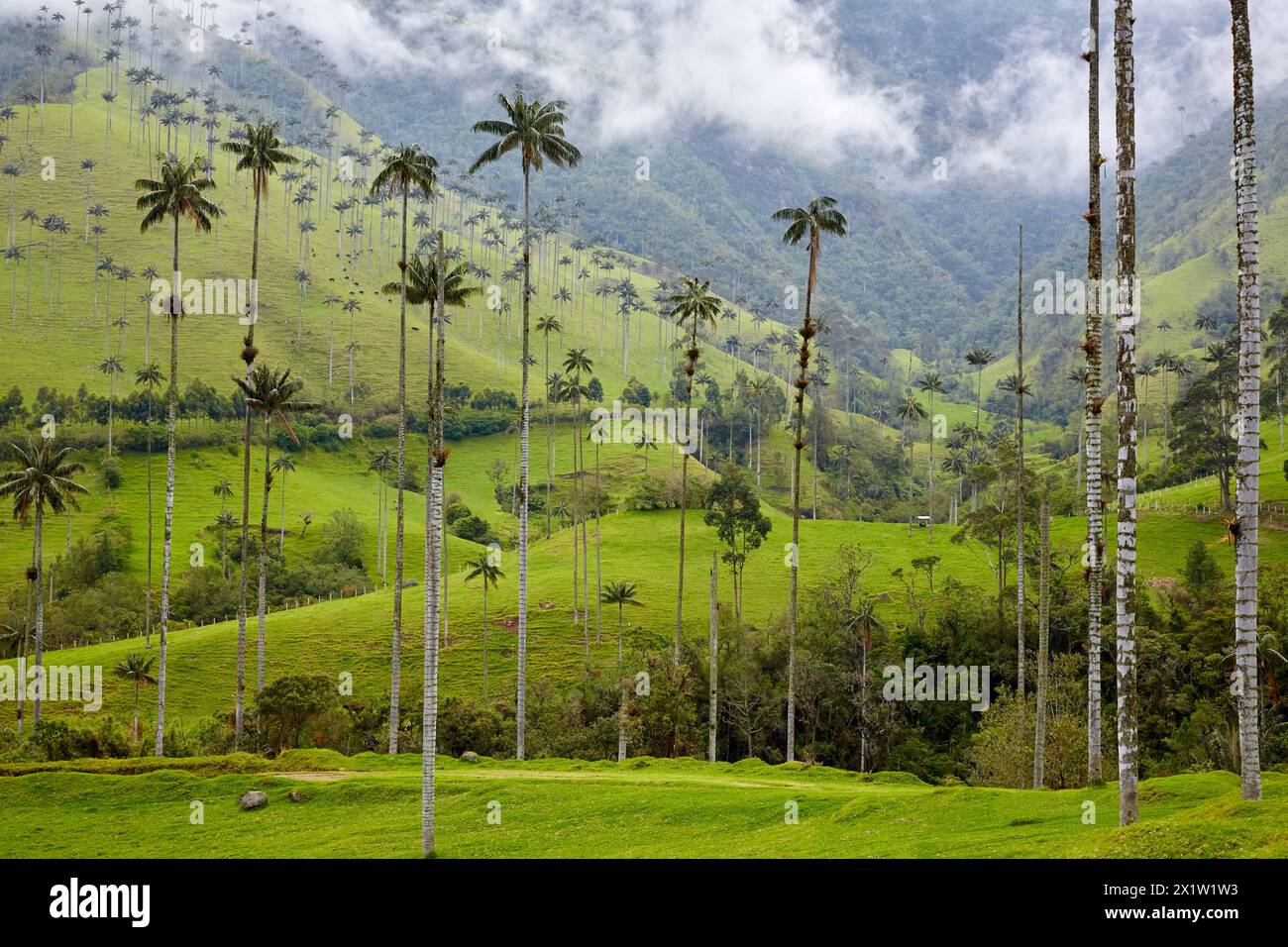 Palma de Cera del Quindío (Ceroxylon quindiuense), Valle del Cocora ...