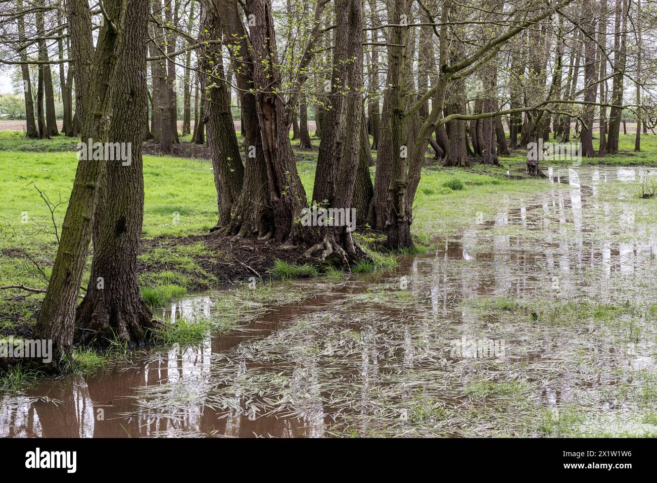 Alder quarry forest (Alnus glutinosa), Emsland, Lower Saxony, Germany ...