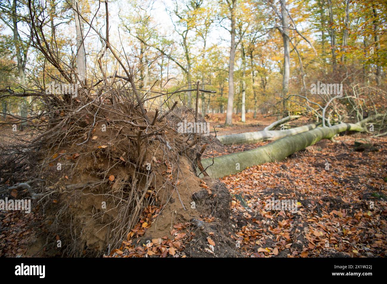 Deadwood structure in deciduous forest, root plates and lying deadwood ...