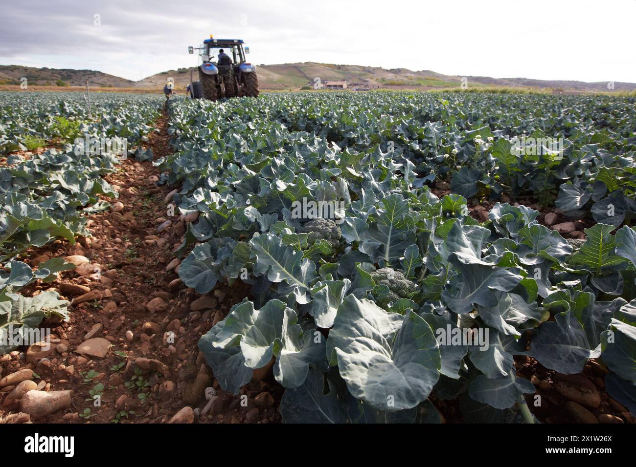 Broccoli growing fields, Agricultural fields, High Ribera, Arga-Aragon ...