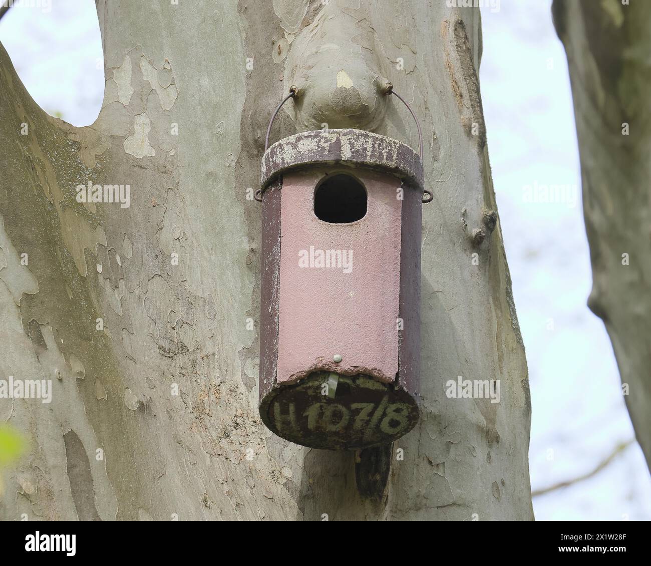 Stock dove nesting box on a plane tree, Rosensteinpark, Stuttgart ...