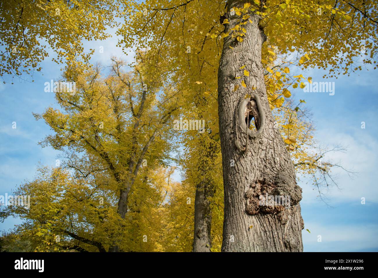 Deadwood structure Cave on avenue tree, cave runs through the entire ...