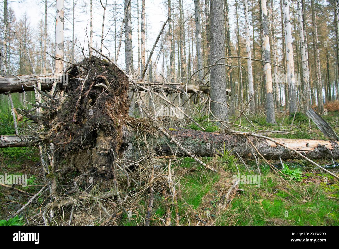 Deadwood structure in coniferous forest plantation with bark beetle ...