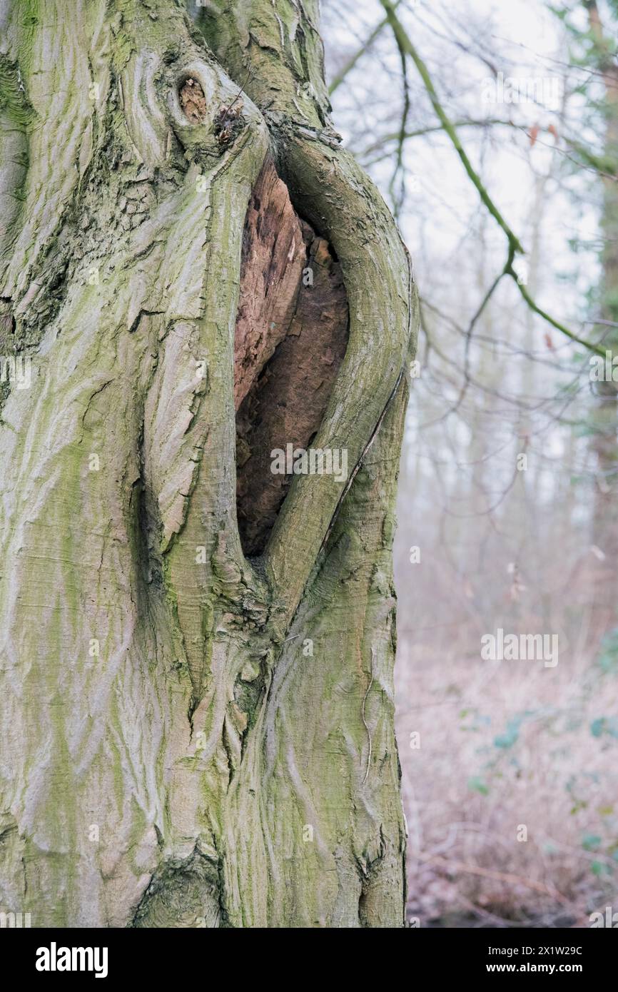 Deadwood structure Cave in deciduous forest, cave with lateral ...