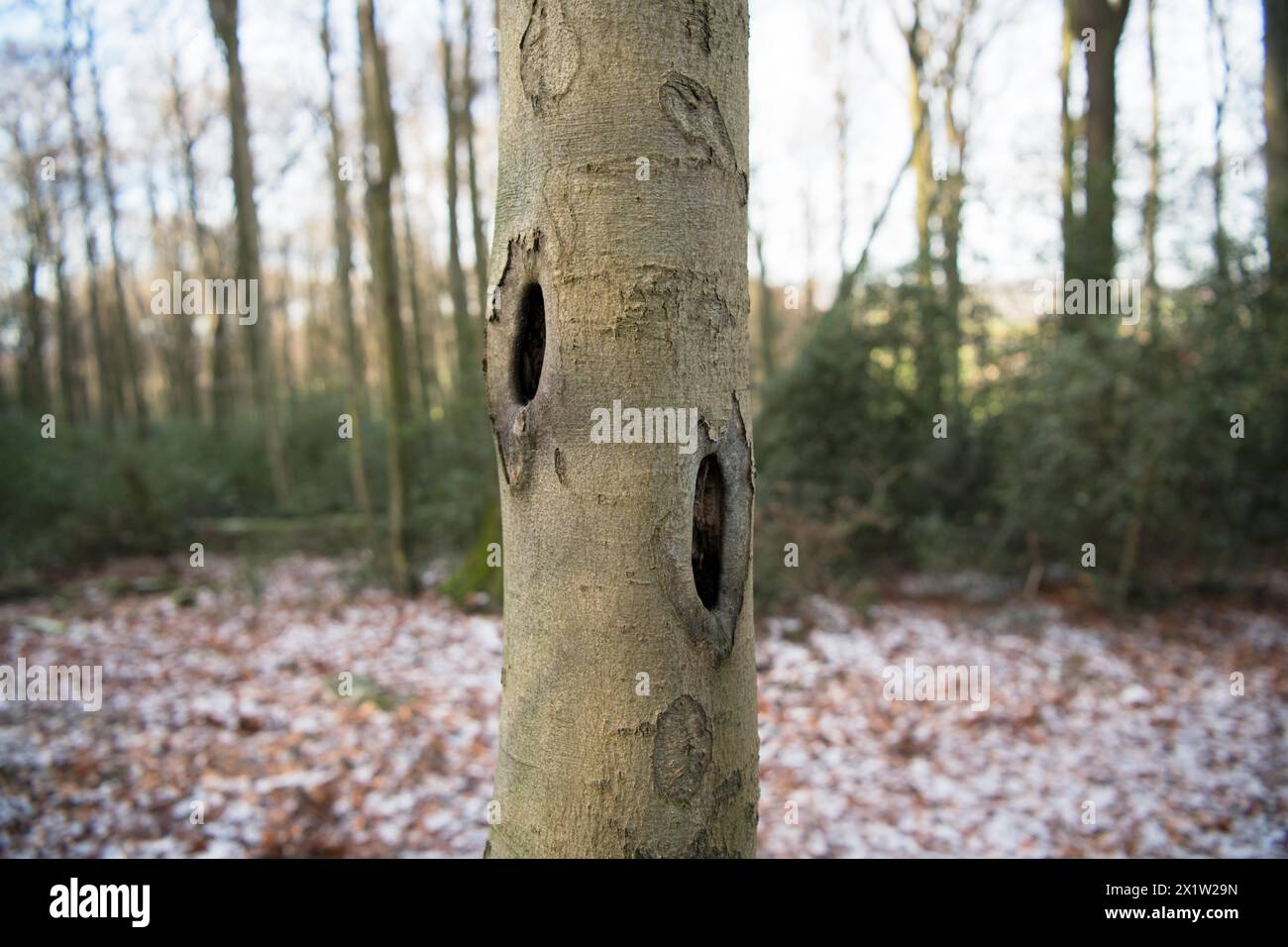 Deadwood structure Cave in deciduous forest, two caves on one trunk ...