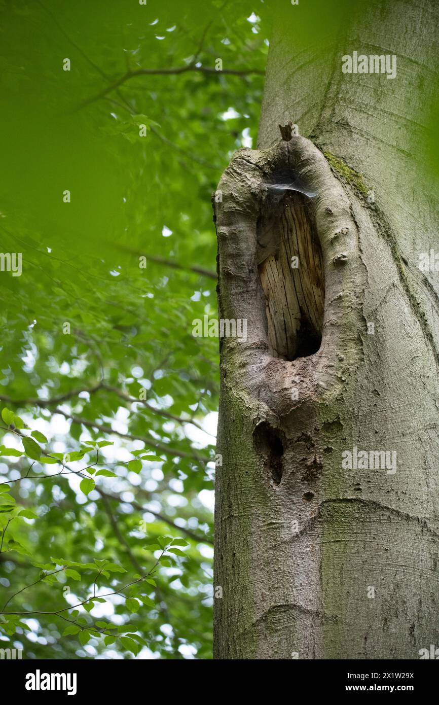 Deadwood structure branch breakage in deciduous forest, close-up of ...