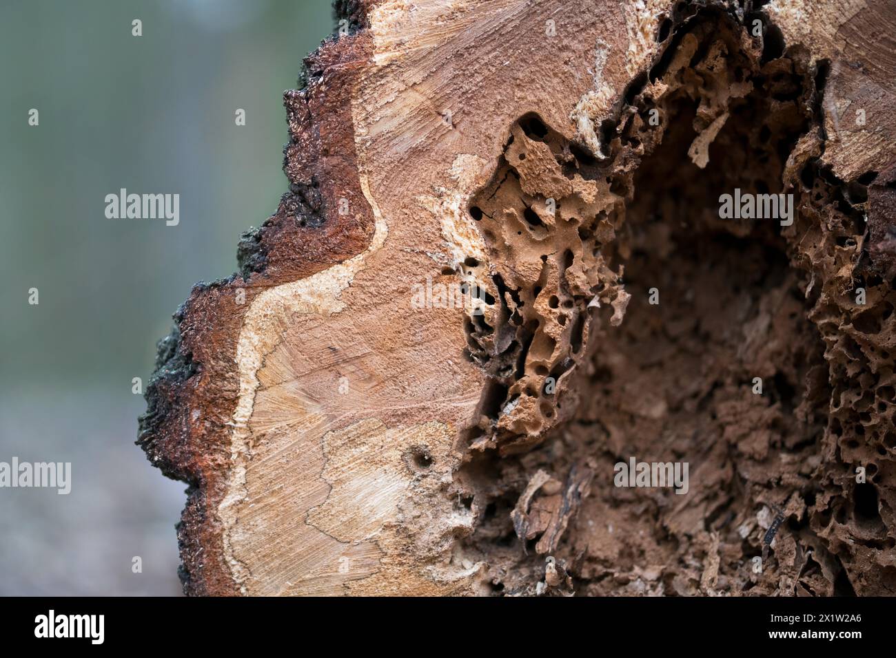 Deadwood structure Cave in deciduous forest, close-up with clearly ...