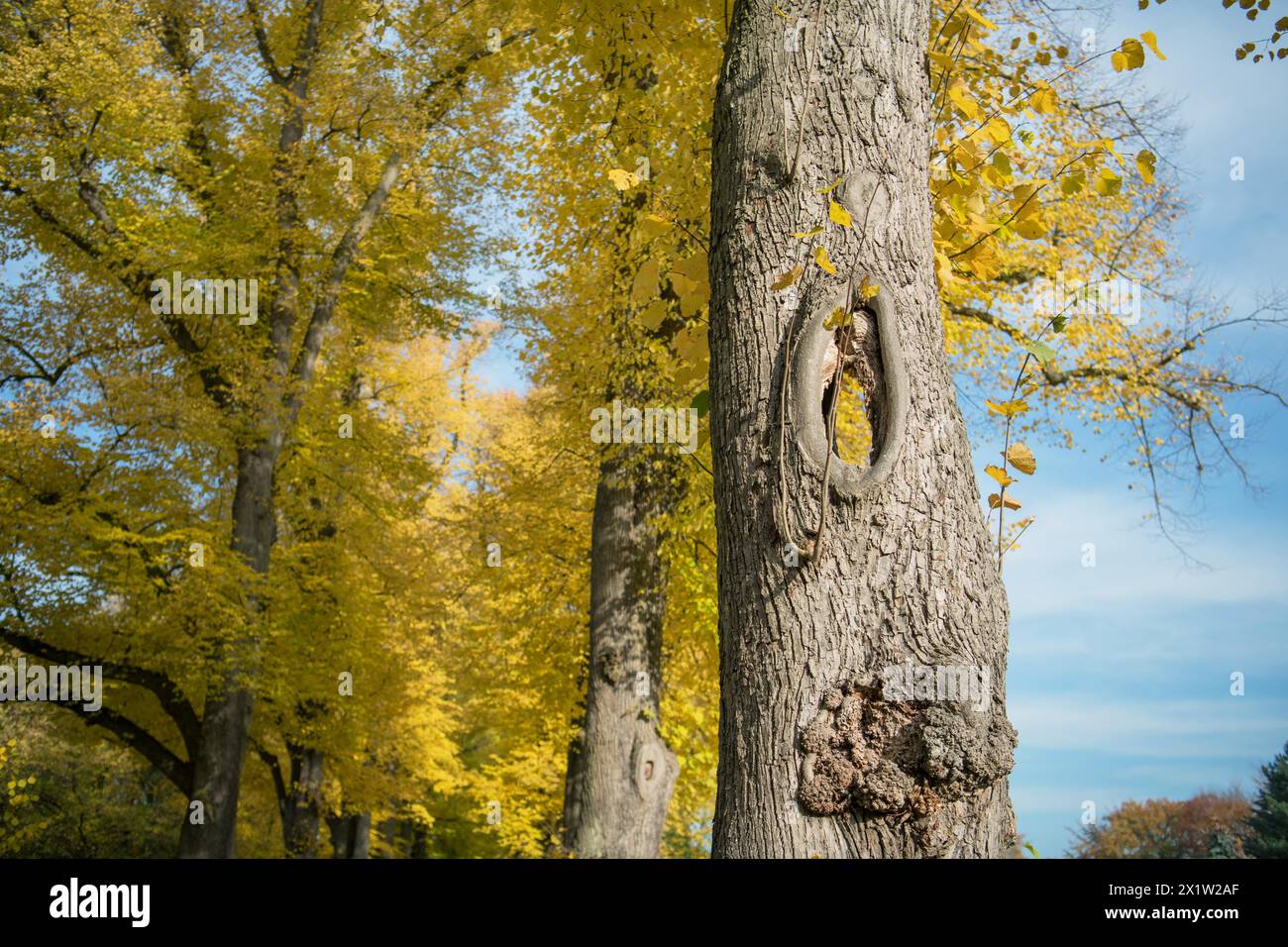Deadwood structure Cave on avenue tree, cave runs through the entire ...
