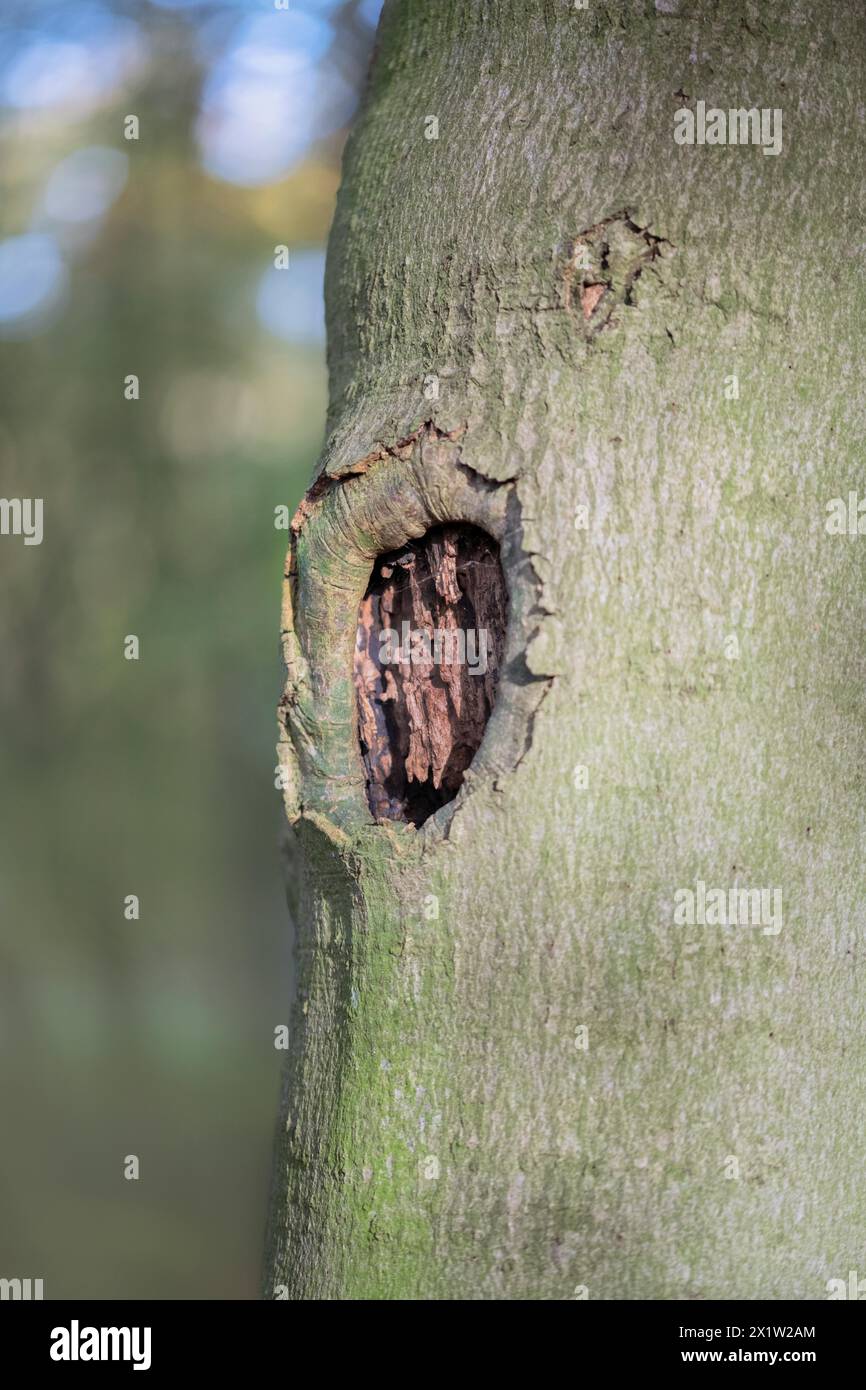 Deadwood structure Cave in deciduous forest, small cave in the process ...