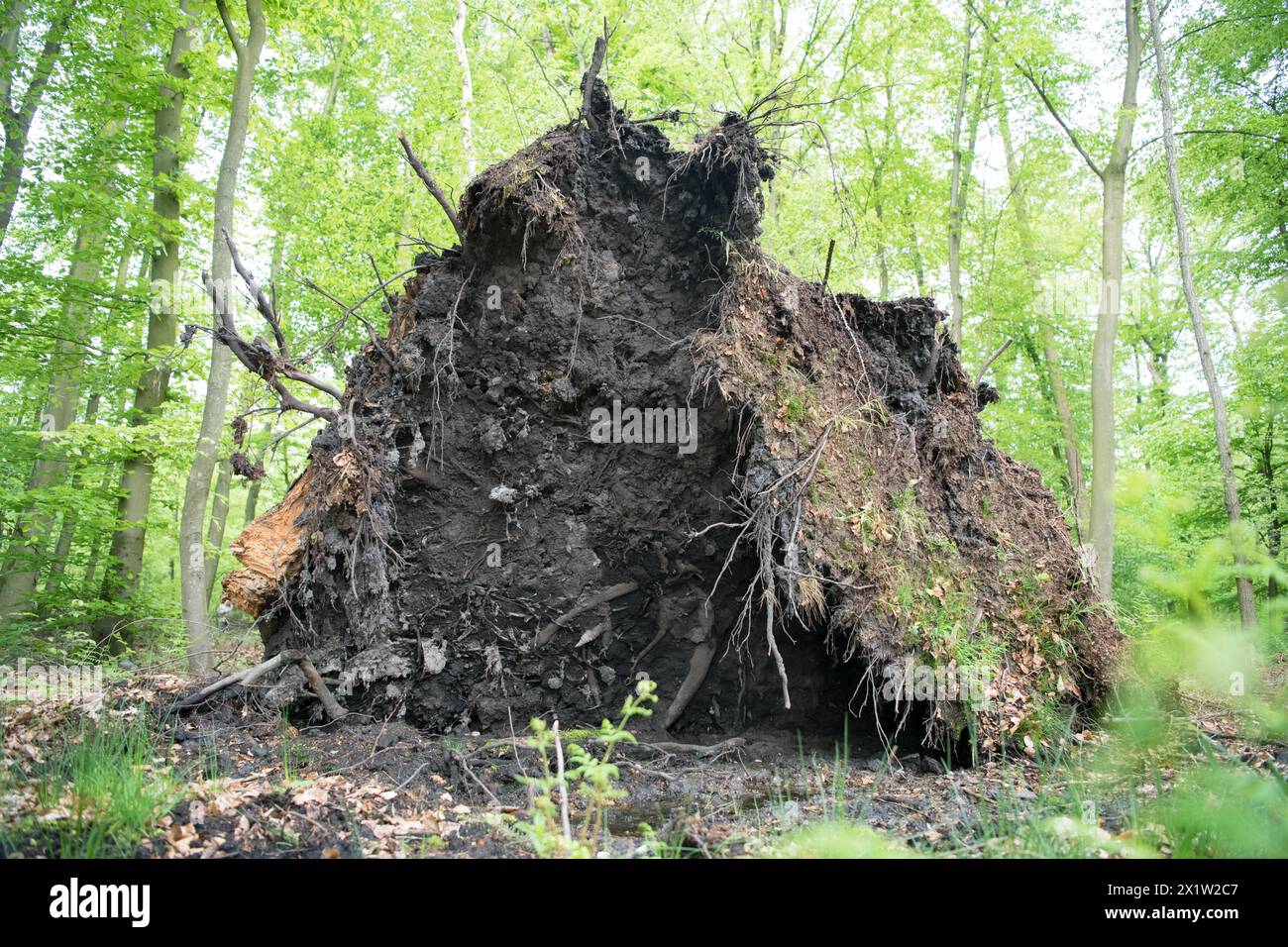 Deadwood structure in deciduous forest, large root plate, important ...