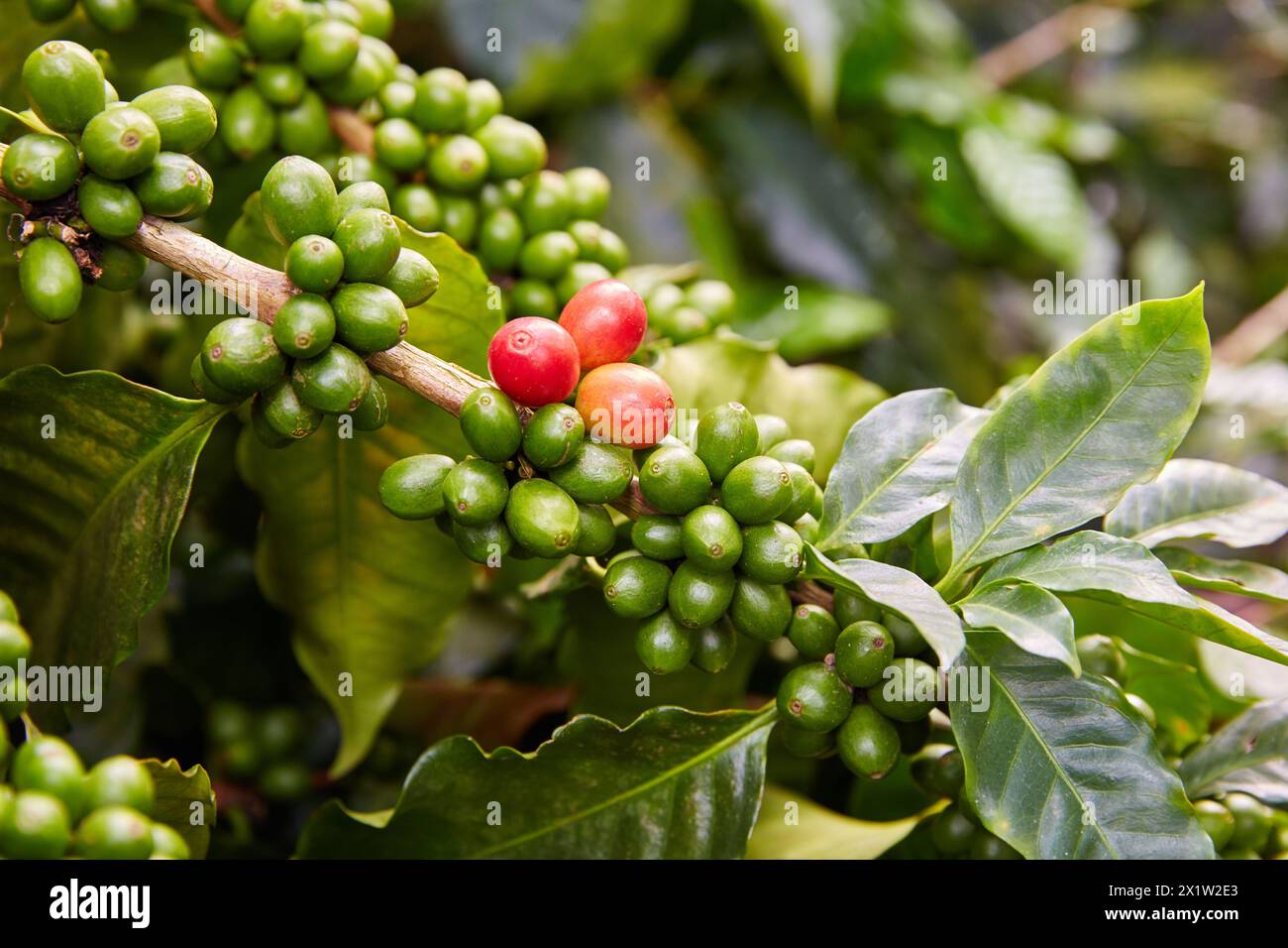 Hacienda San Alberto, Cafetal, Coffee plantations, Coffee Cultural ...