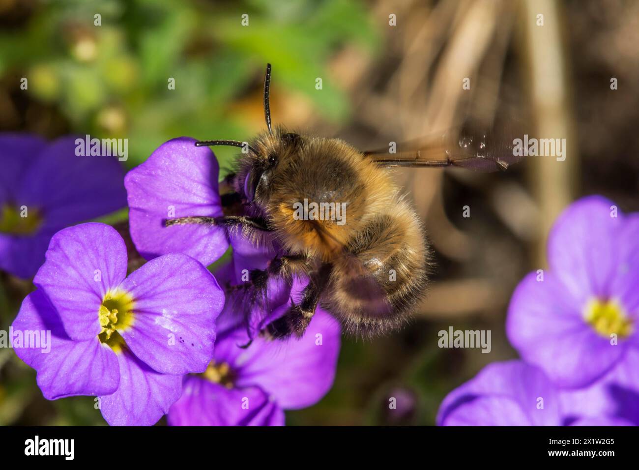 Hairy footed flower bee hi-res stock photography and images - Alamy