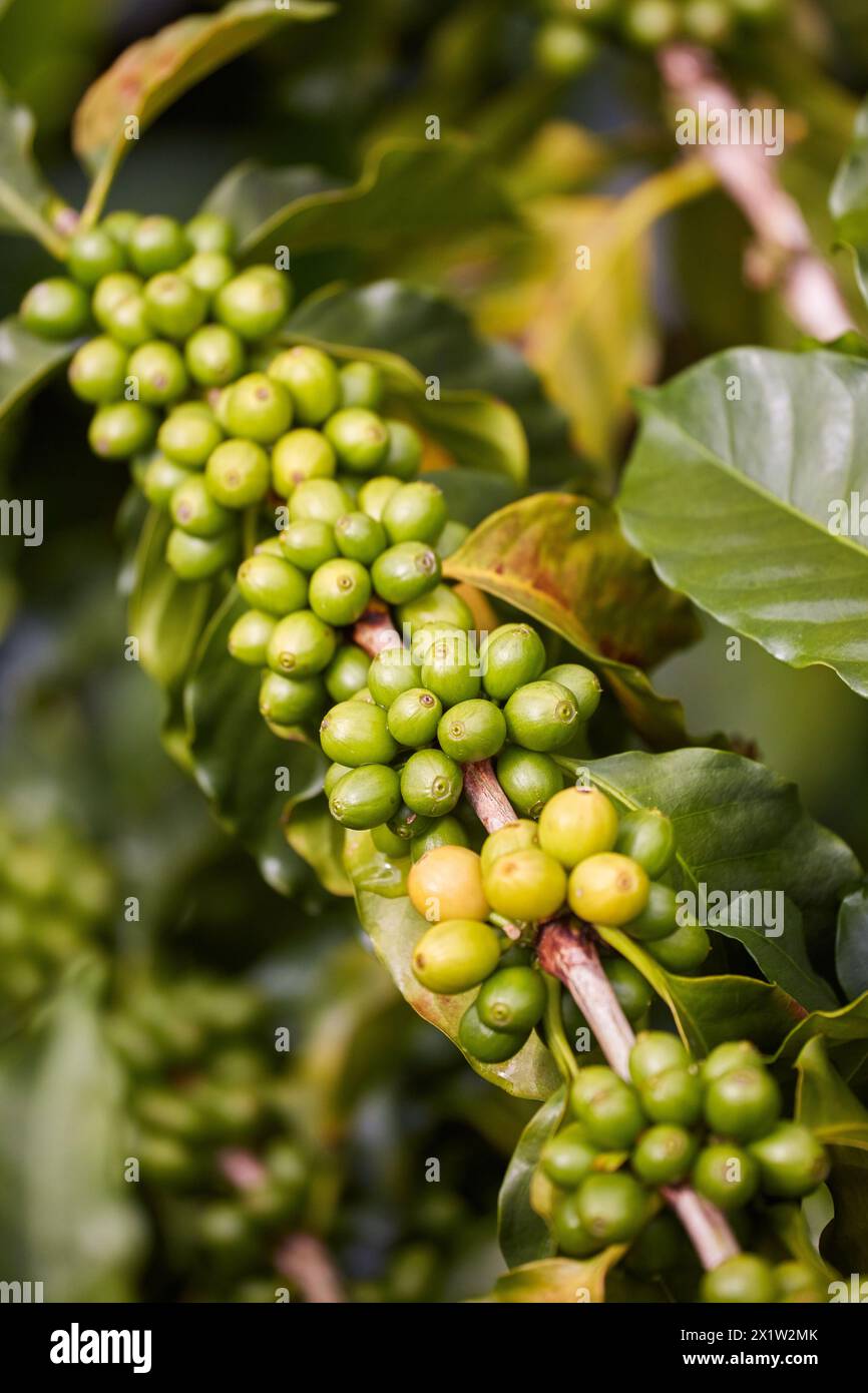 Hacienda San Alberto, Cafetal, Coffee plantations, Coffee Cultural ...
