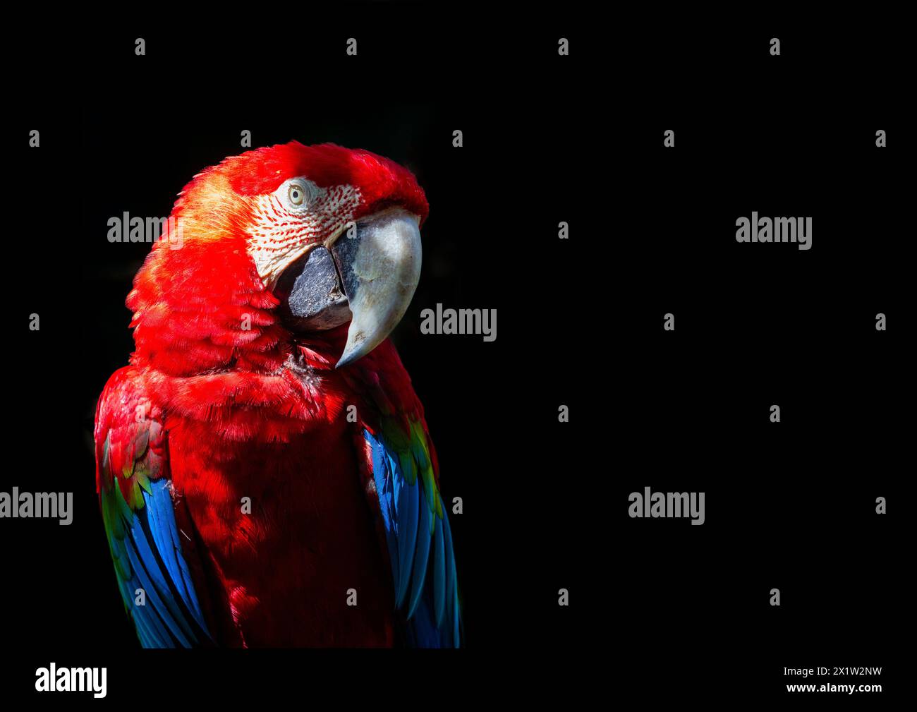 A potrait of the red-and-green macaw (Ara chloropterus), also known as ...