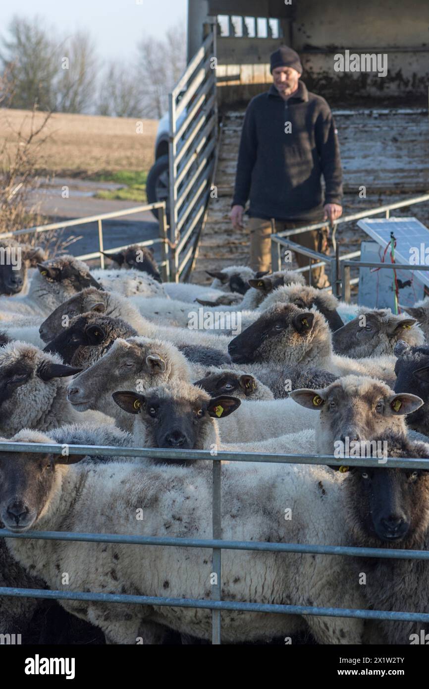 Sheep loader hi-res stock photography and images - Alamy