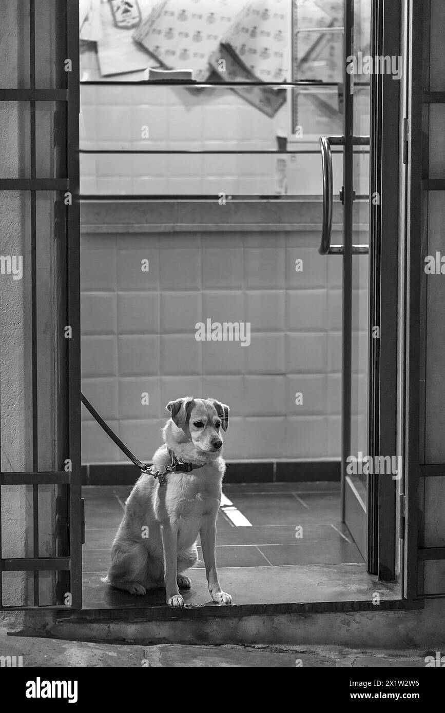 Dog wait owner Black and White Stock Photos & Images - Alamy